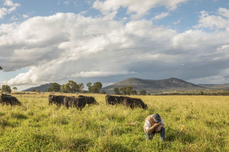 Pasture Management for Livestock Producers | Precision Pastures